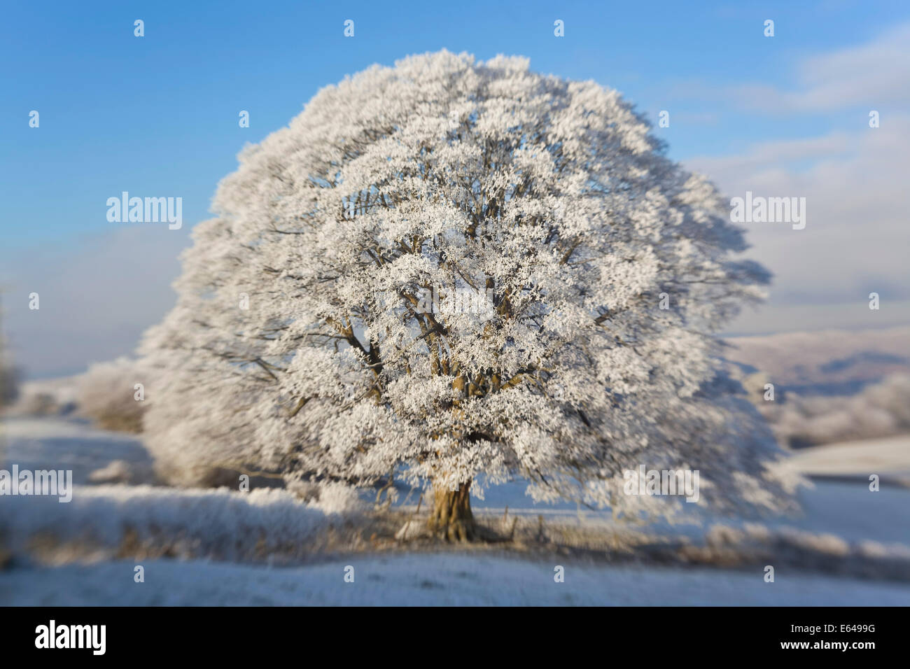 Frosted snow covering trees, nr Dursley, Cotswolds, Gloucestershire, UK ...