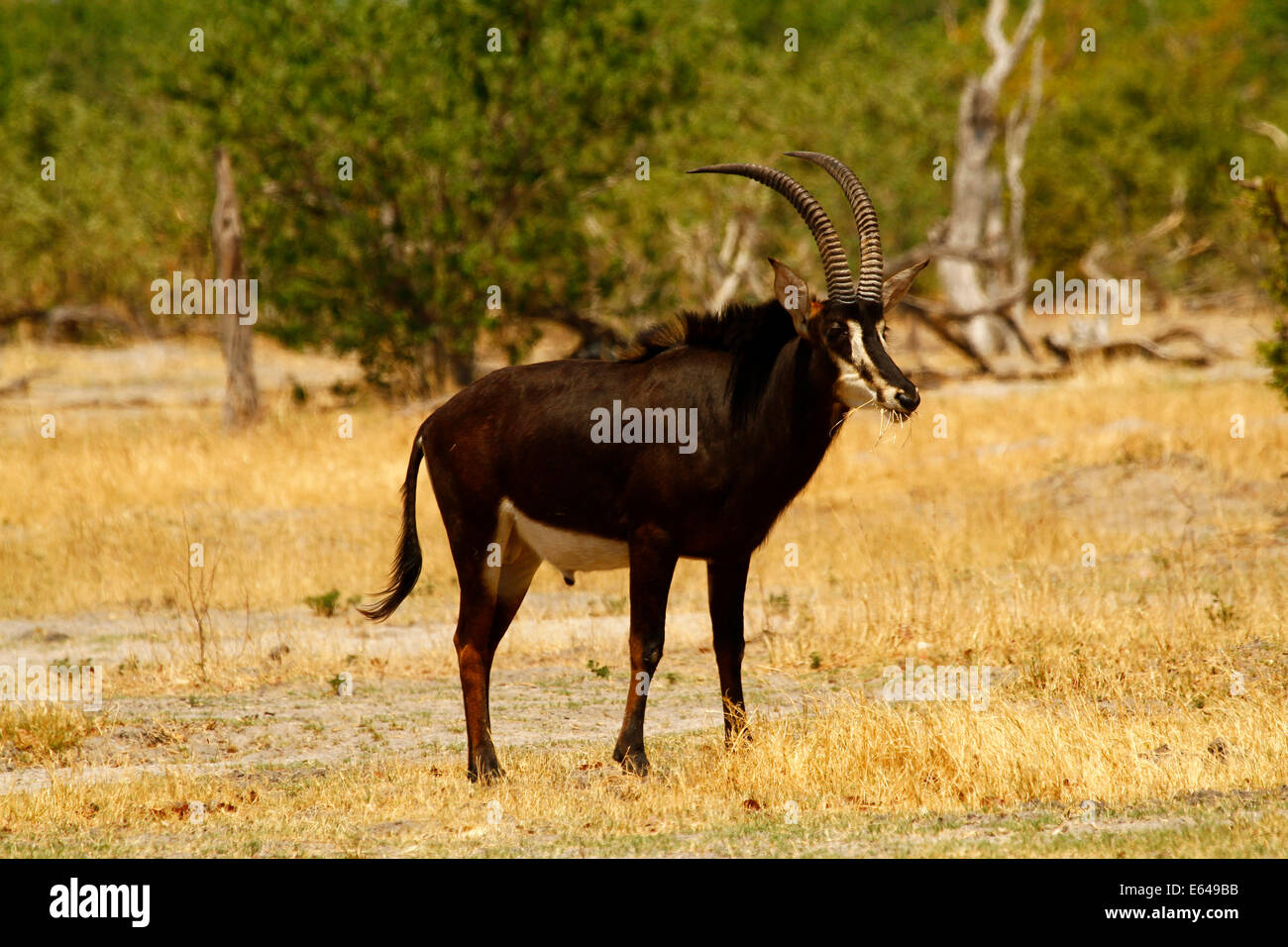 Big Sable Bull antelope on the African plains, superb example of this ...