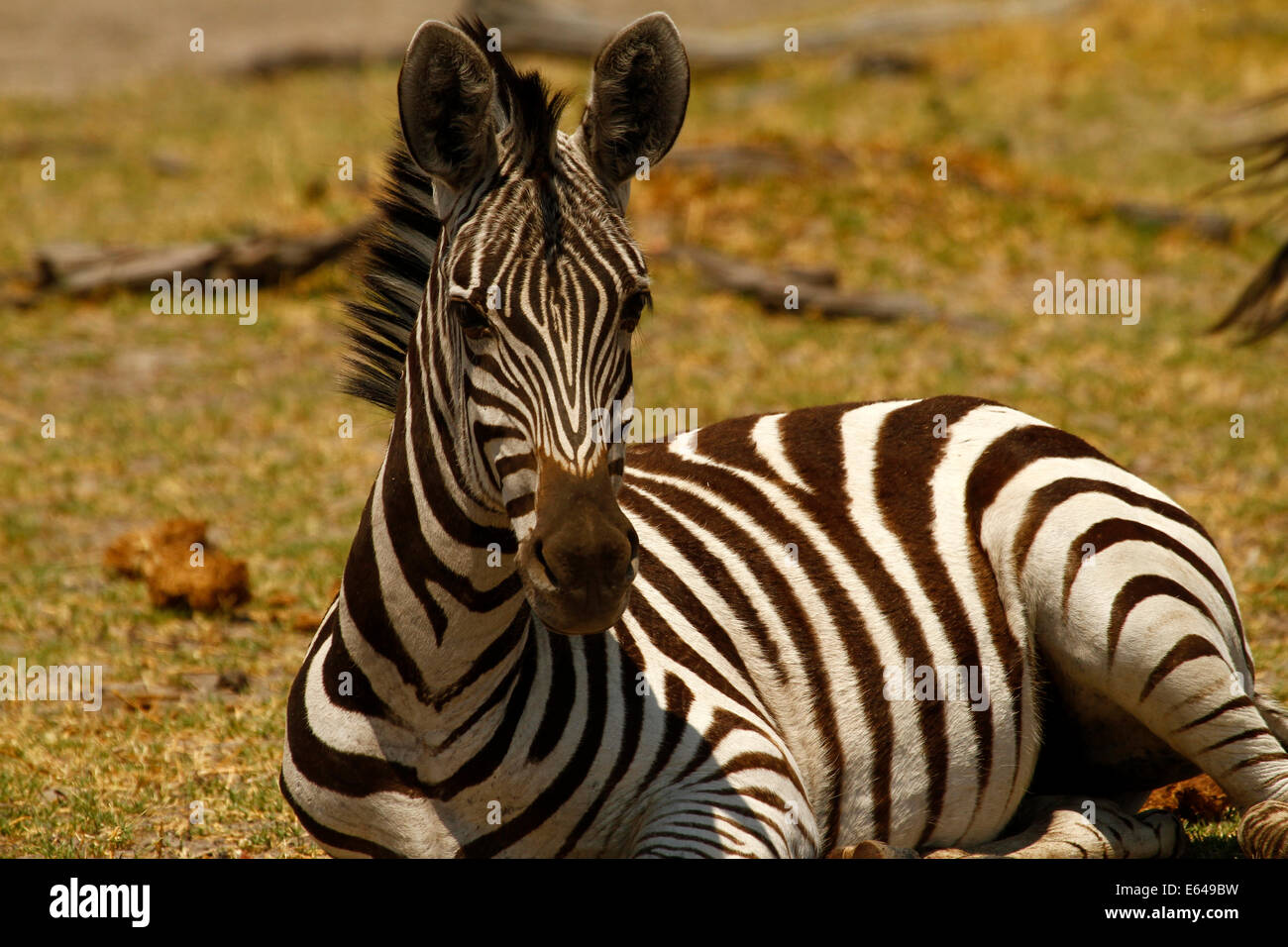 Burchell's Zebra, African plains game foal laying down resting Stock ...