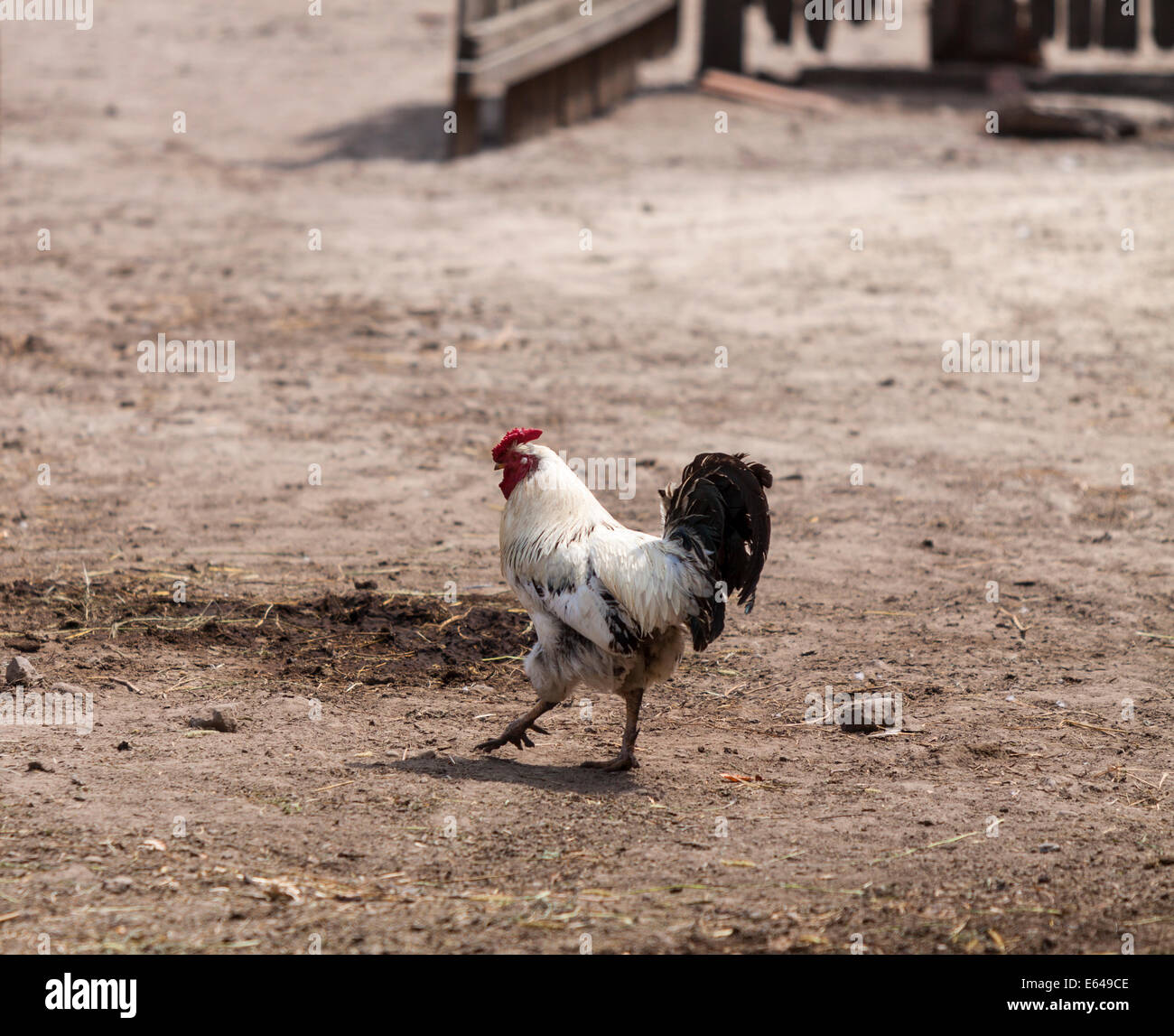 Rooster in a home farm organic garden Stock Photo - Alamy