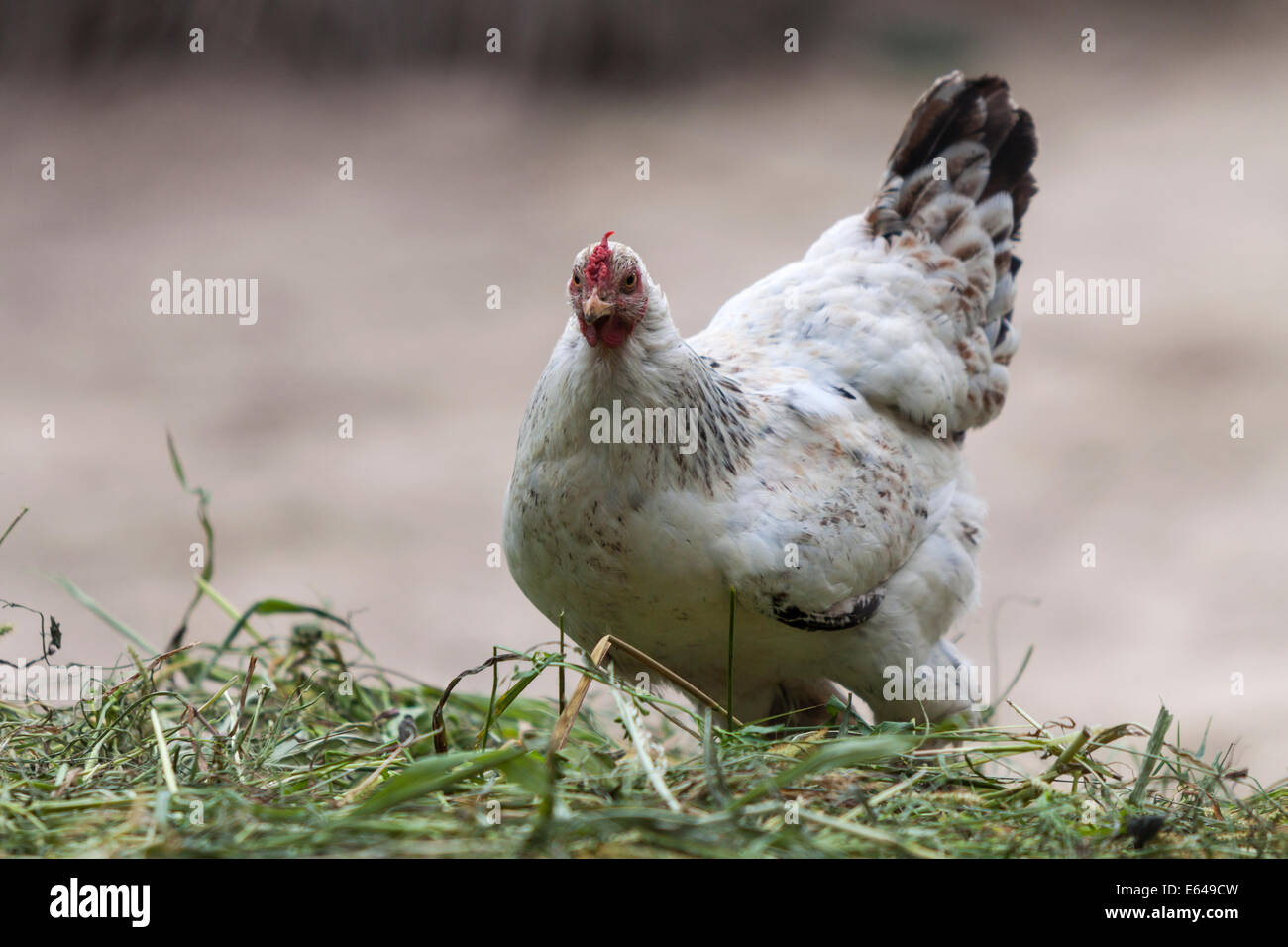 Home hen hi-res stock photography and images - Alamy