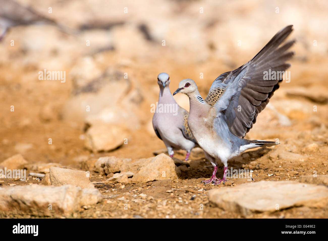 Two turtle doves hi-res stock photography and images - Alamy