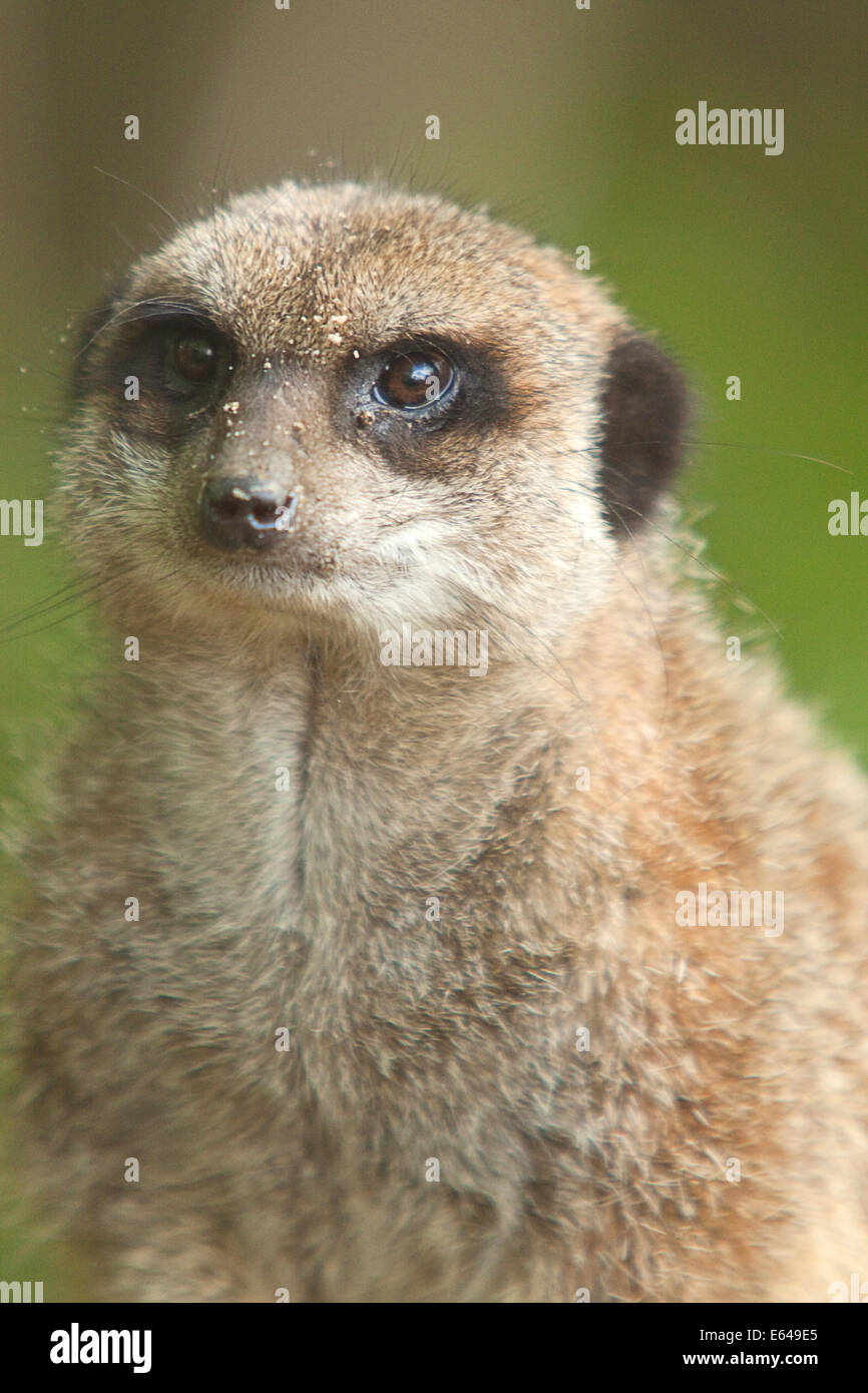 photo of an alert meerkat Stock Photo - Alamy