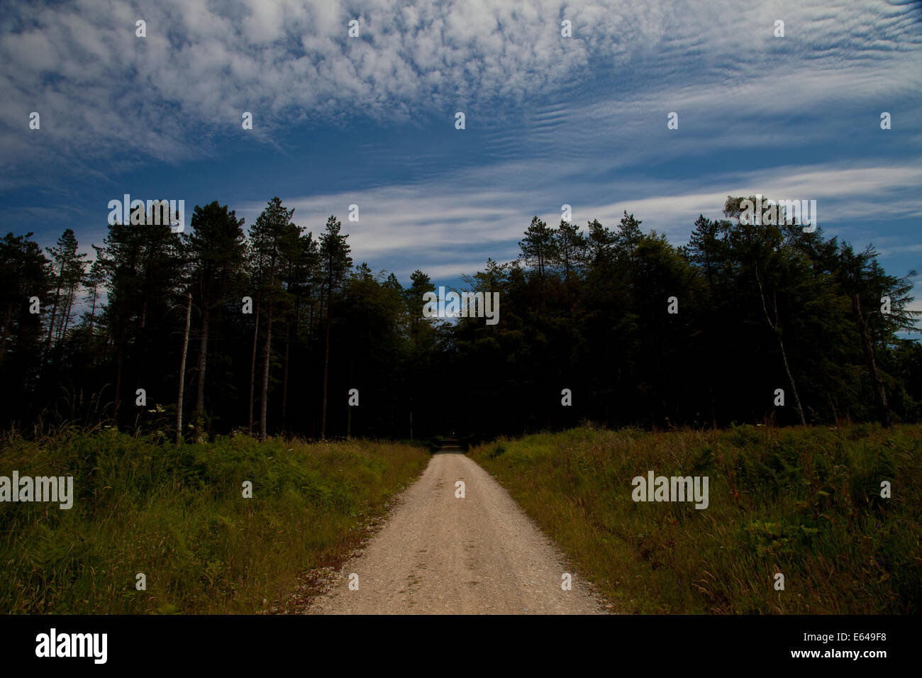 Forrest Track High Resolution Stock Photography and Images - Alamy