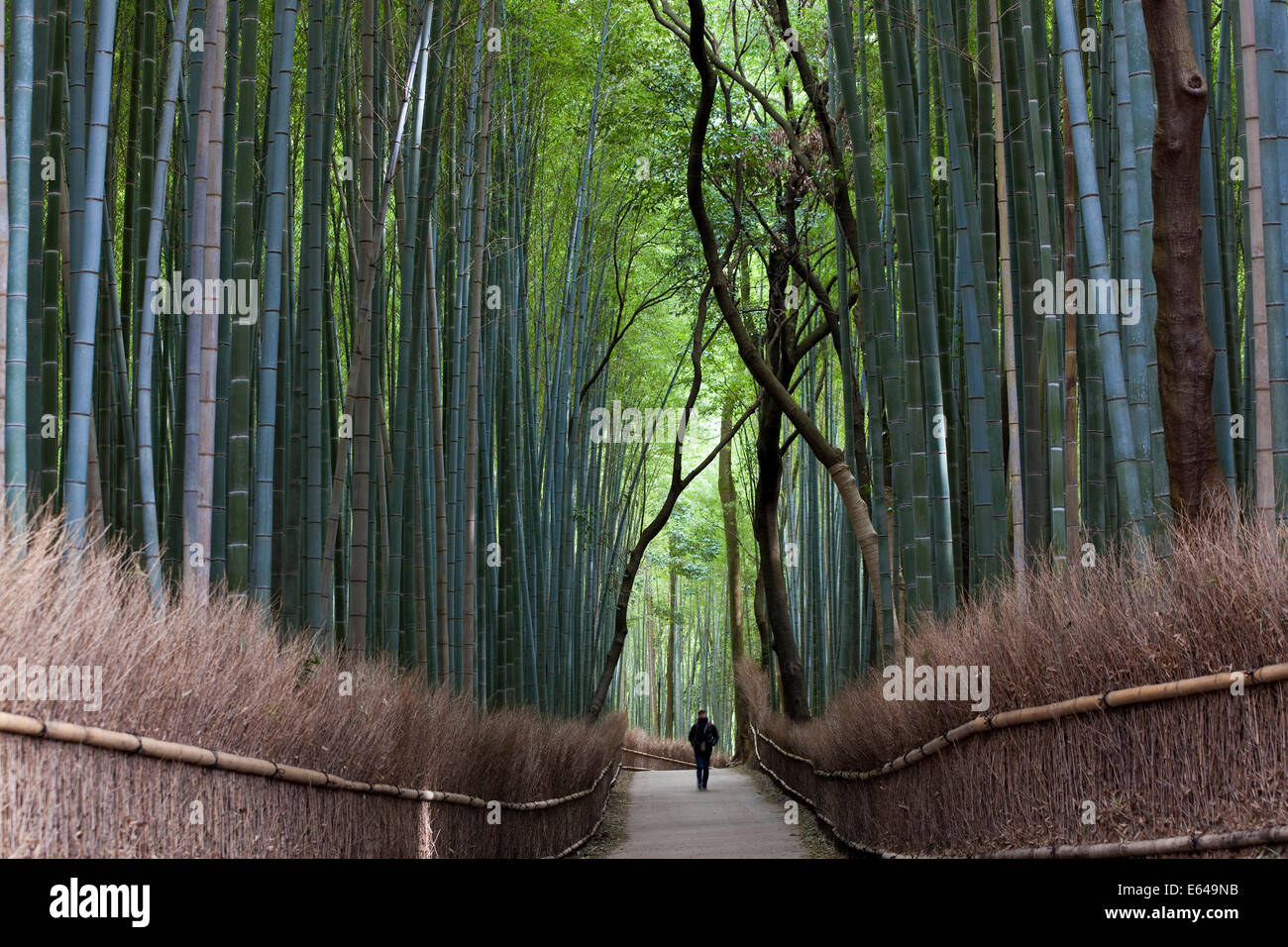 Path through bamboo forest, Kyoto, Japan Stock Photo - Alamy