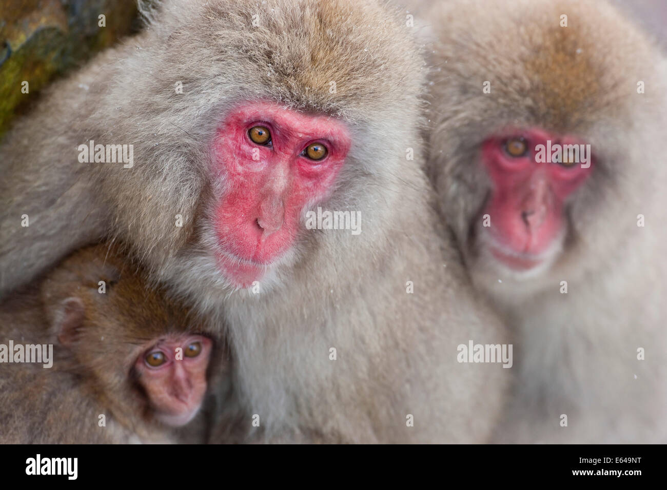 Japanese macaque (Macaca fuscata)/ Snow monkey, Joshin-etsu National ...