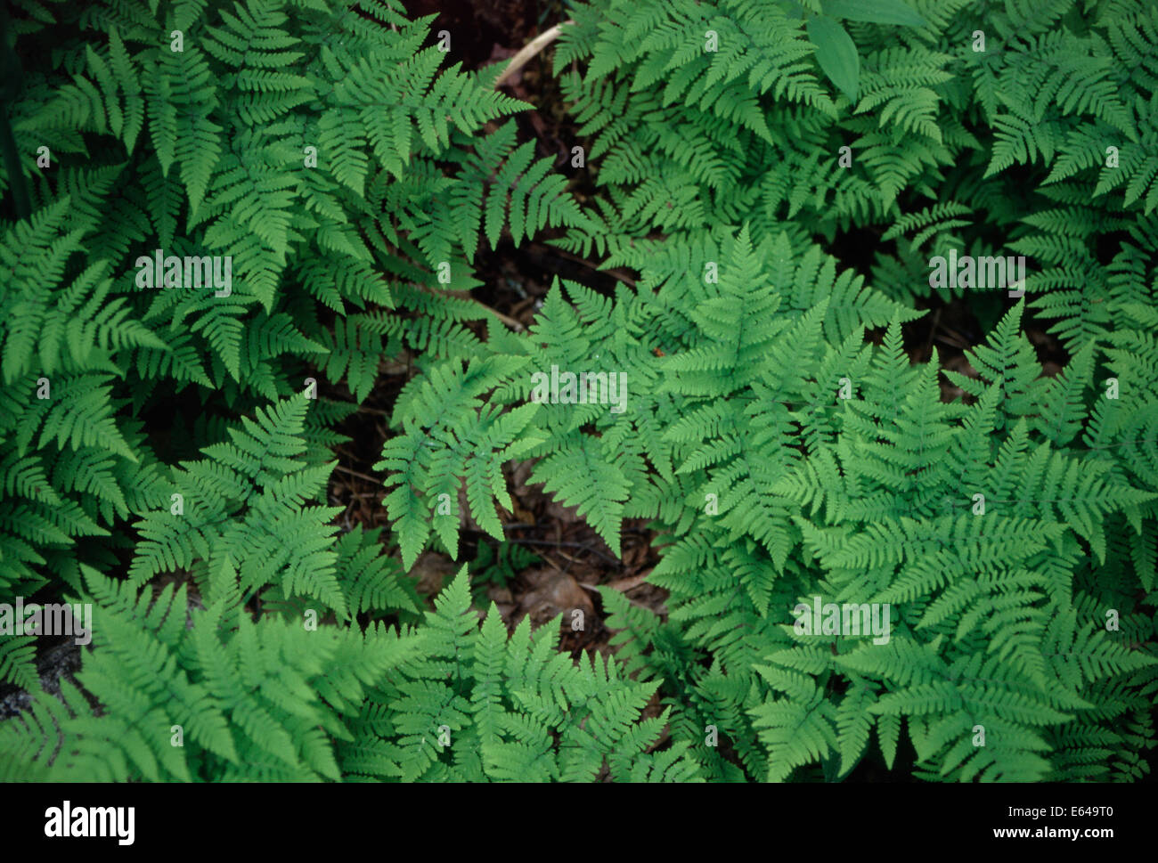 Gymnocarpium hi-res stock photography and images - Alamy