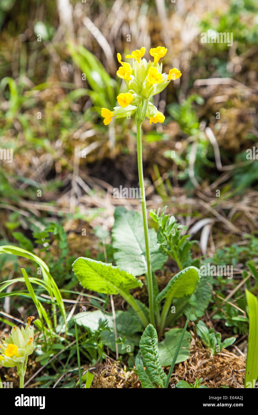 Common cowslip primula veris hi-res stock photography and images - Alamy