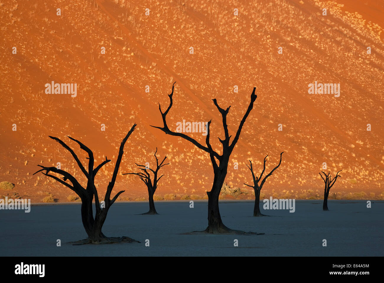 Trees of namibia hi-res stock photography and images - Alamy
