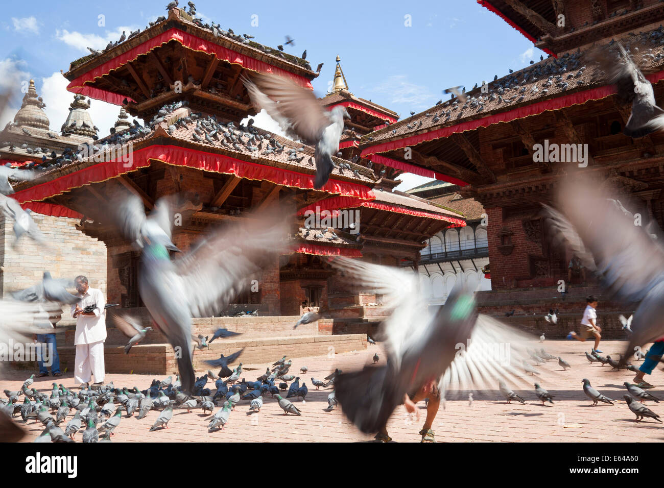 Pigeons square hi-res stock photography and images - Alamy