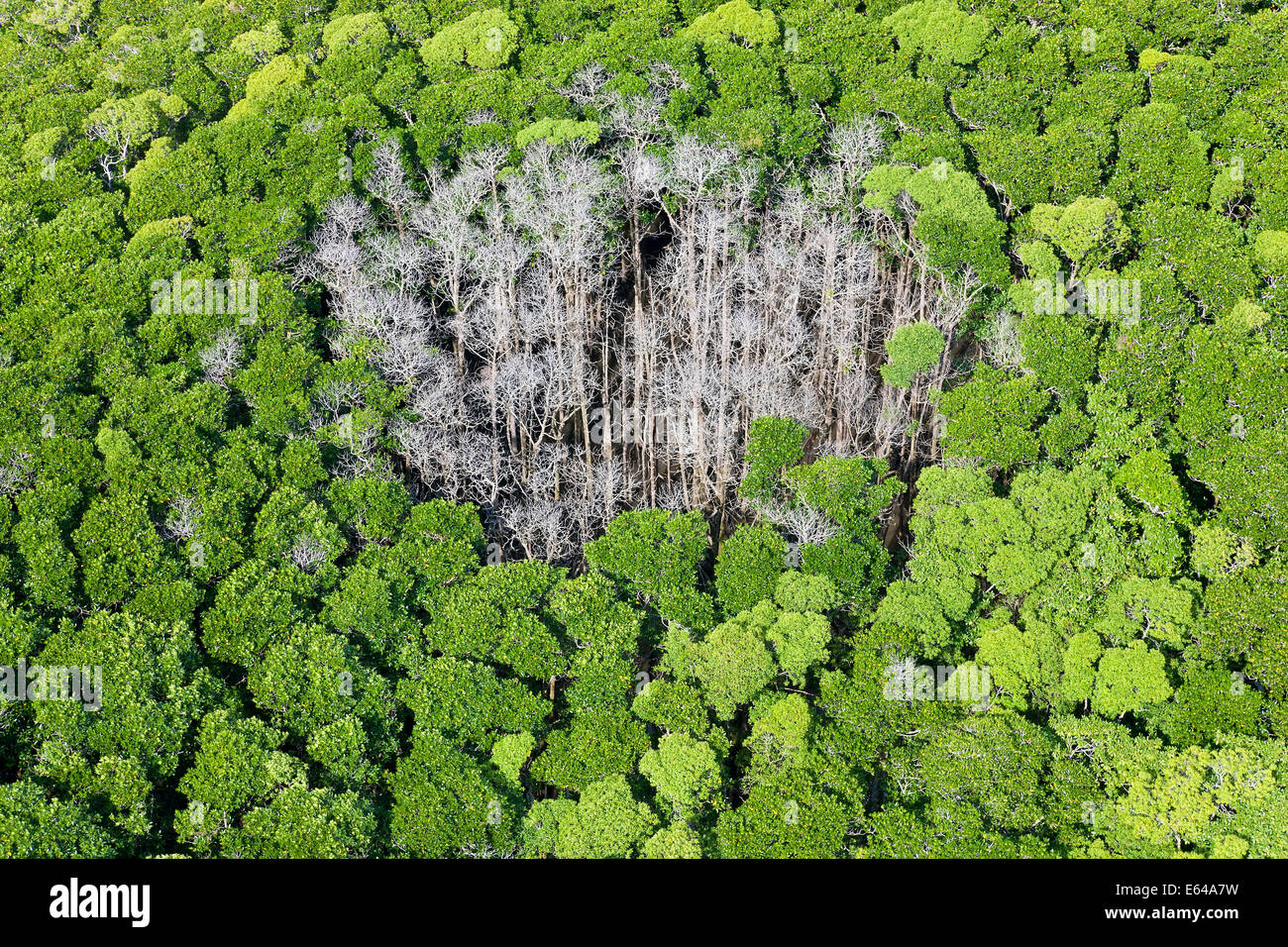 Aerial view rain forest with trees hit by lightning strike Daintree ...