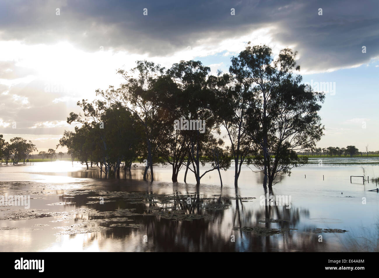 Queensland trees hi-res stock photography and images - Alamy