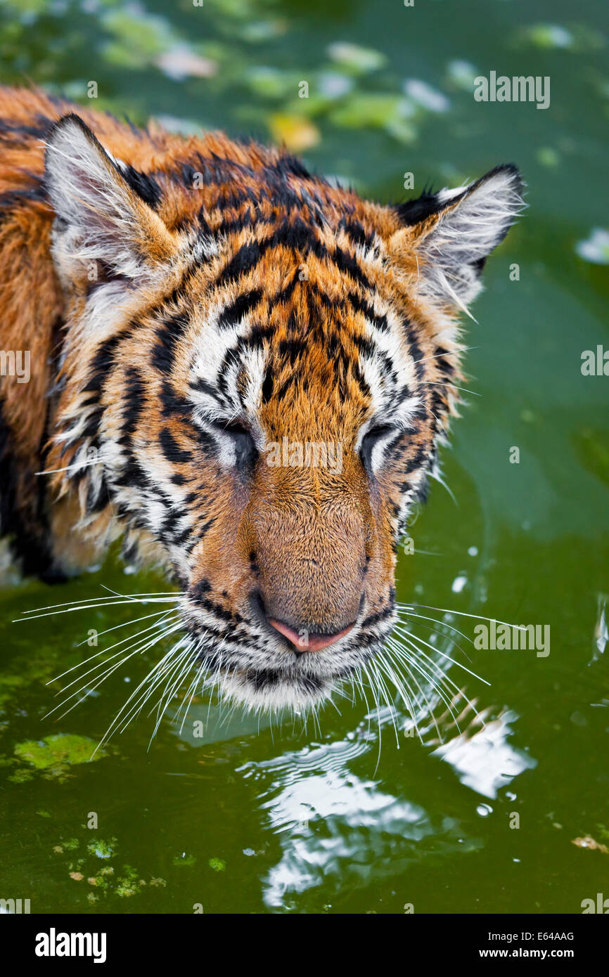 Young Tigers (about 11 months old) playing in water, Indochinese tiger ...