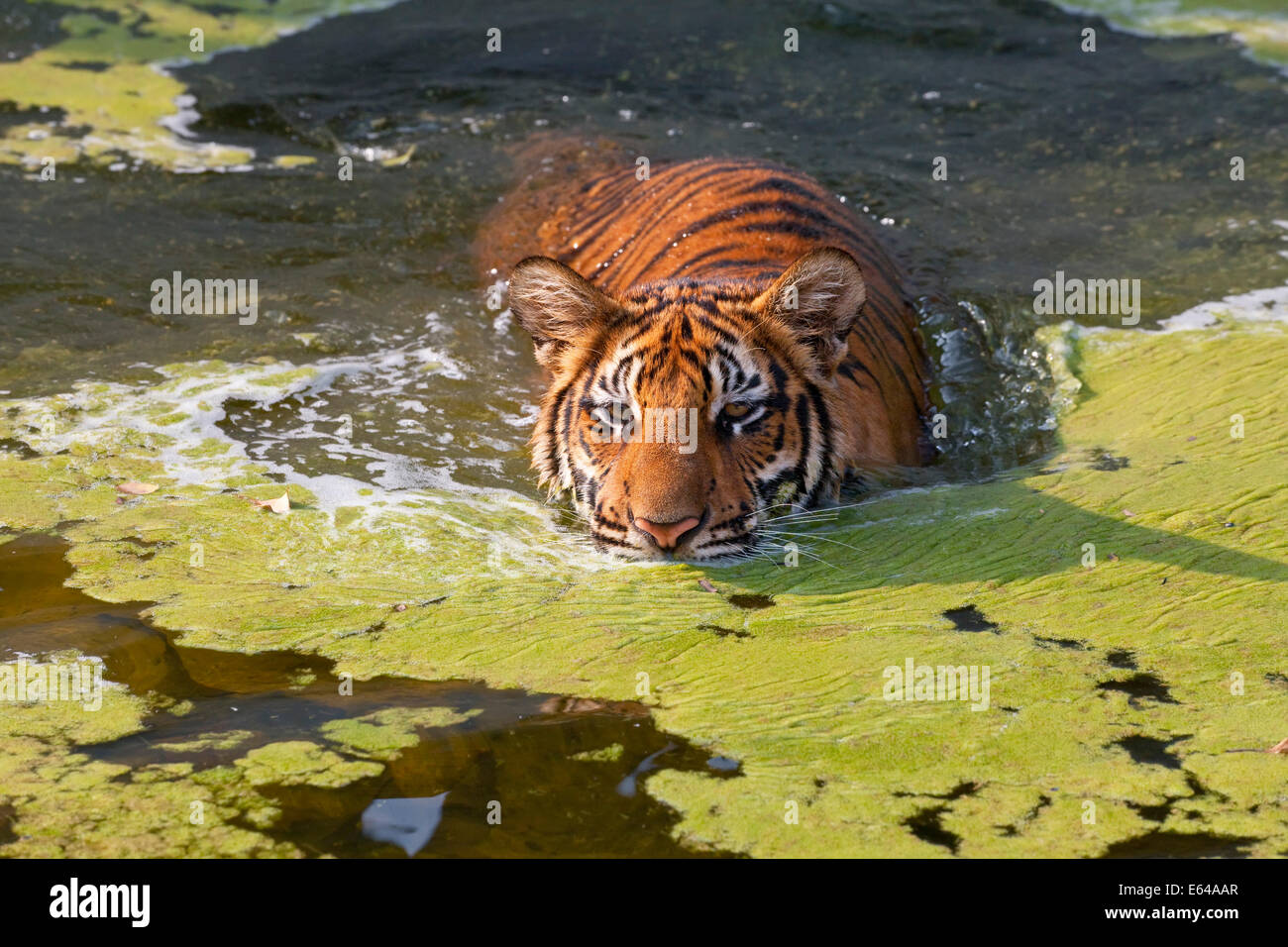 Tigers playing in water, Indochinese tiger or Corbett's tiger (Panthera ...