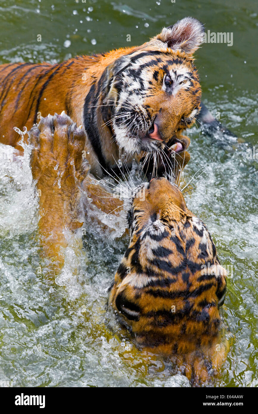 Tigers play fighting in water, Indochinese tiger or Corbett's tiger ...