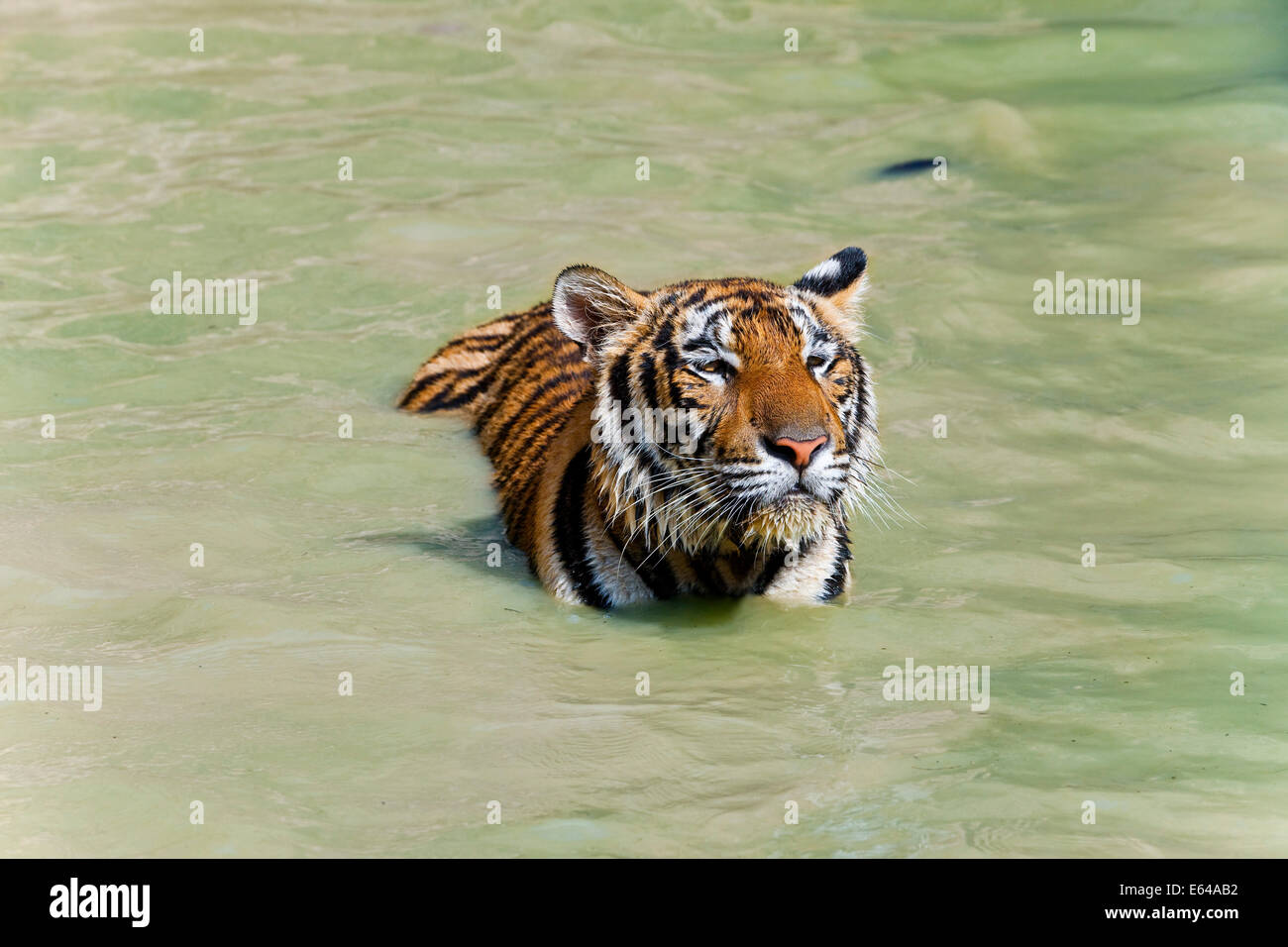Tigers playing in water, Indochinese tiger or Corbett's tiger (Panthera ...