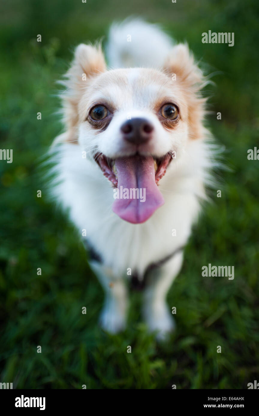 Chihuahua tongue out hi-res stock photography and images - Alamy Chihuahua tongue out hi-res stock photography and images - Alamy