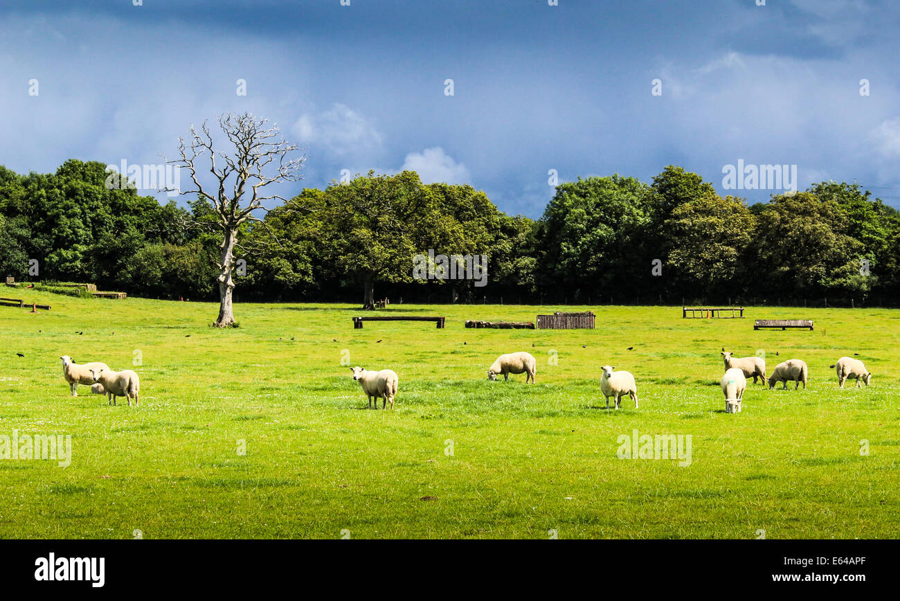 Green Pastures Sheep High Resolution Stock Photography and Images - Alamy