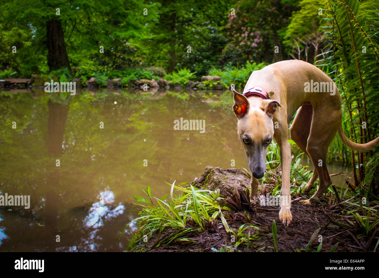 Fawn whippet hi-res stock photography and images - Alamy