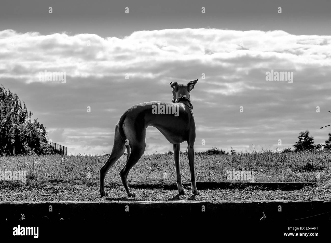 Whippet pedigree Black and White Stock Photos & Images - Alamy