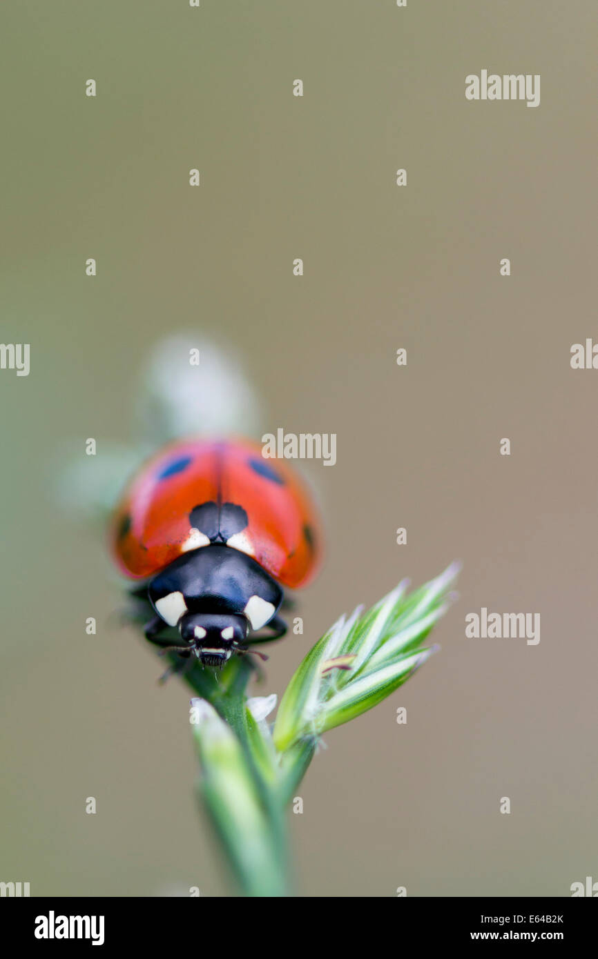 Tiny red ladybug ladybird hi-res stock photography and images - Alamy
