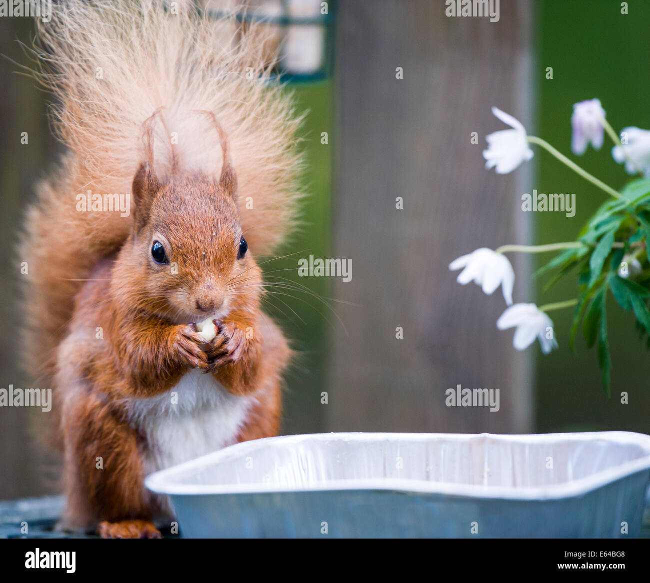 Red squirrel bird table hi-res stock photography and images - Alamy