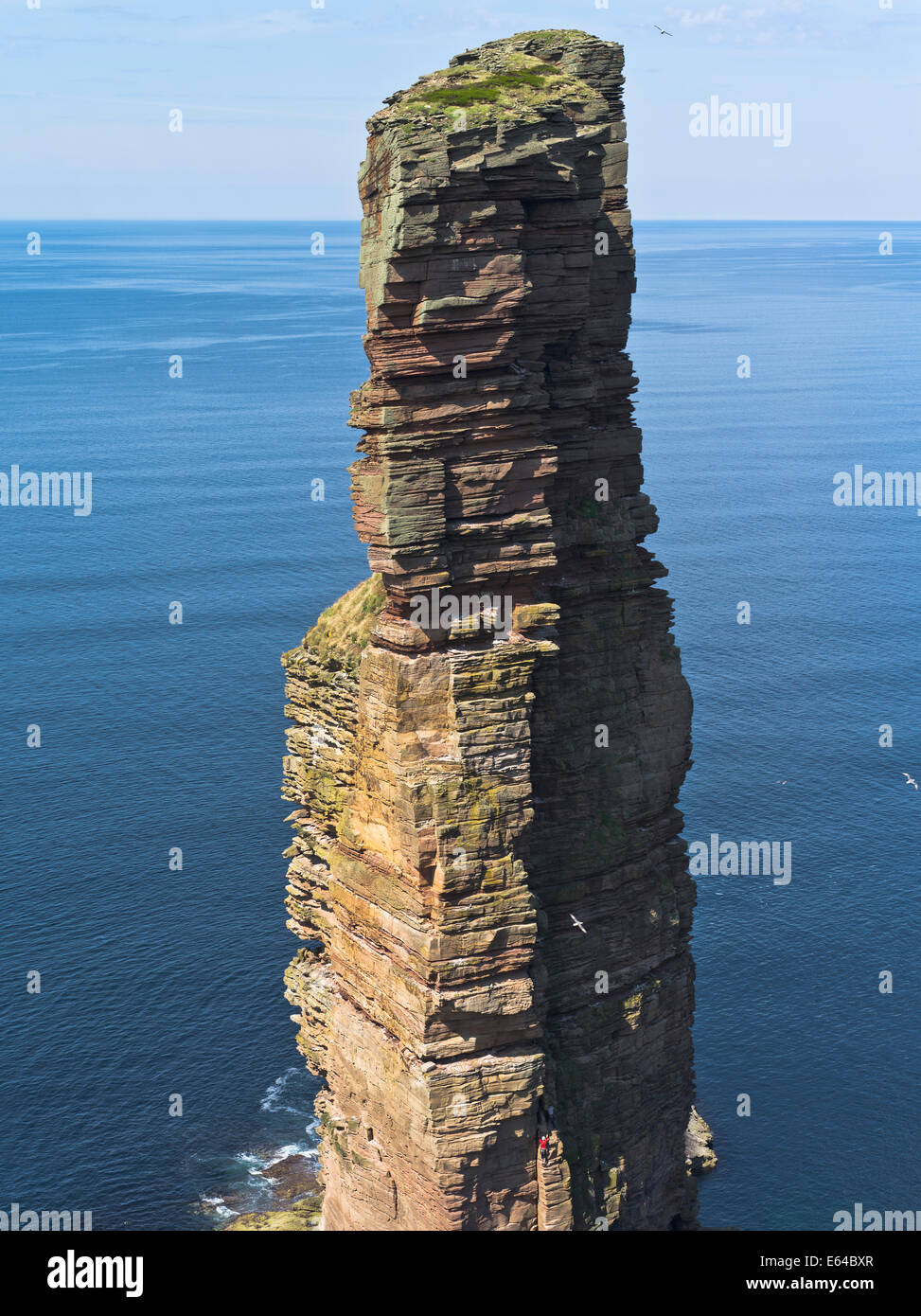 dh Old Man of Hoy HOY ORKNEY Climbers climbing famous red sandstone sea ...
