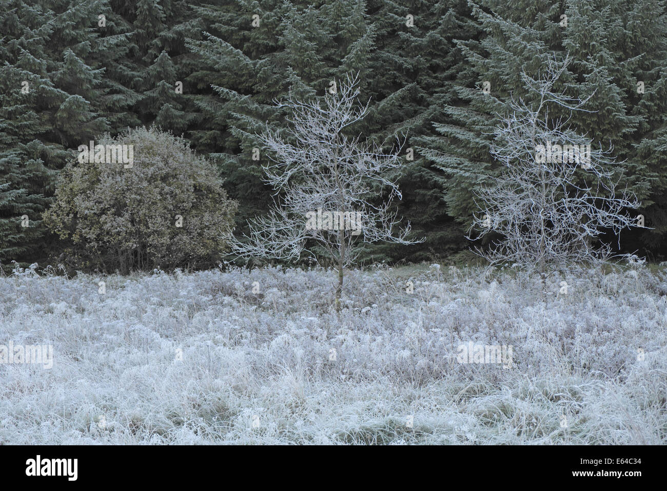 Winter hoar frost on grass and trees, Lewis Burn valley, Kielder Forest ...