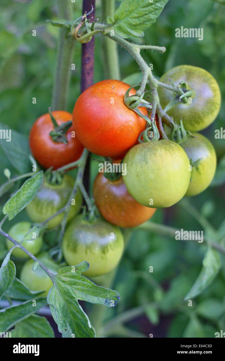 Farm of tasty red tomatoes on the bushes Stock Photo - Alamy
