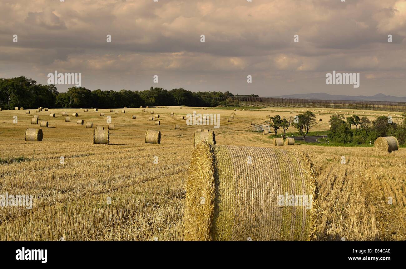 Many bales on grain field Stock Photo - Alamy
