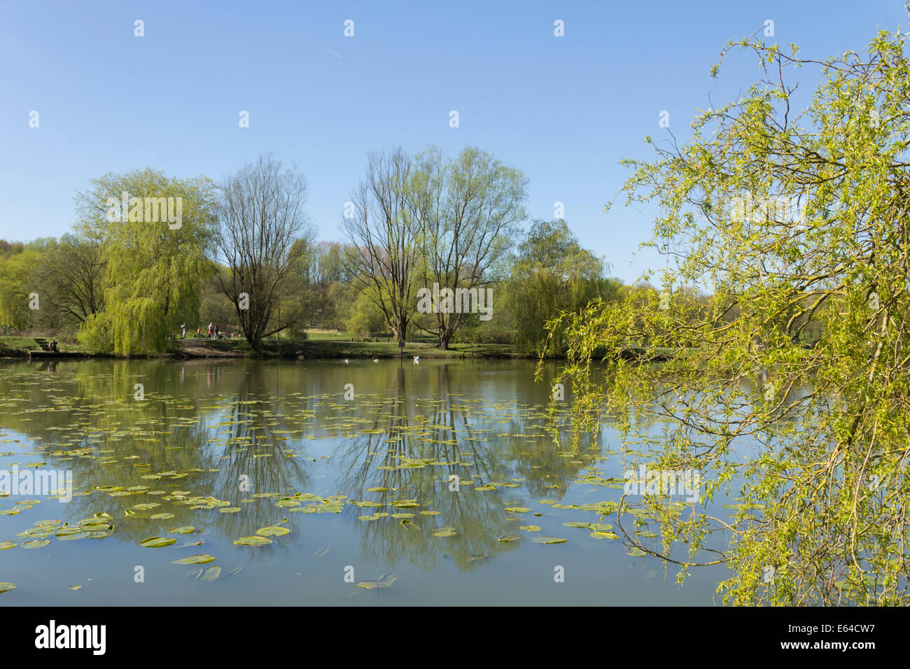 Moses gate country park lily hi-res stock photography and images - Alamy
