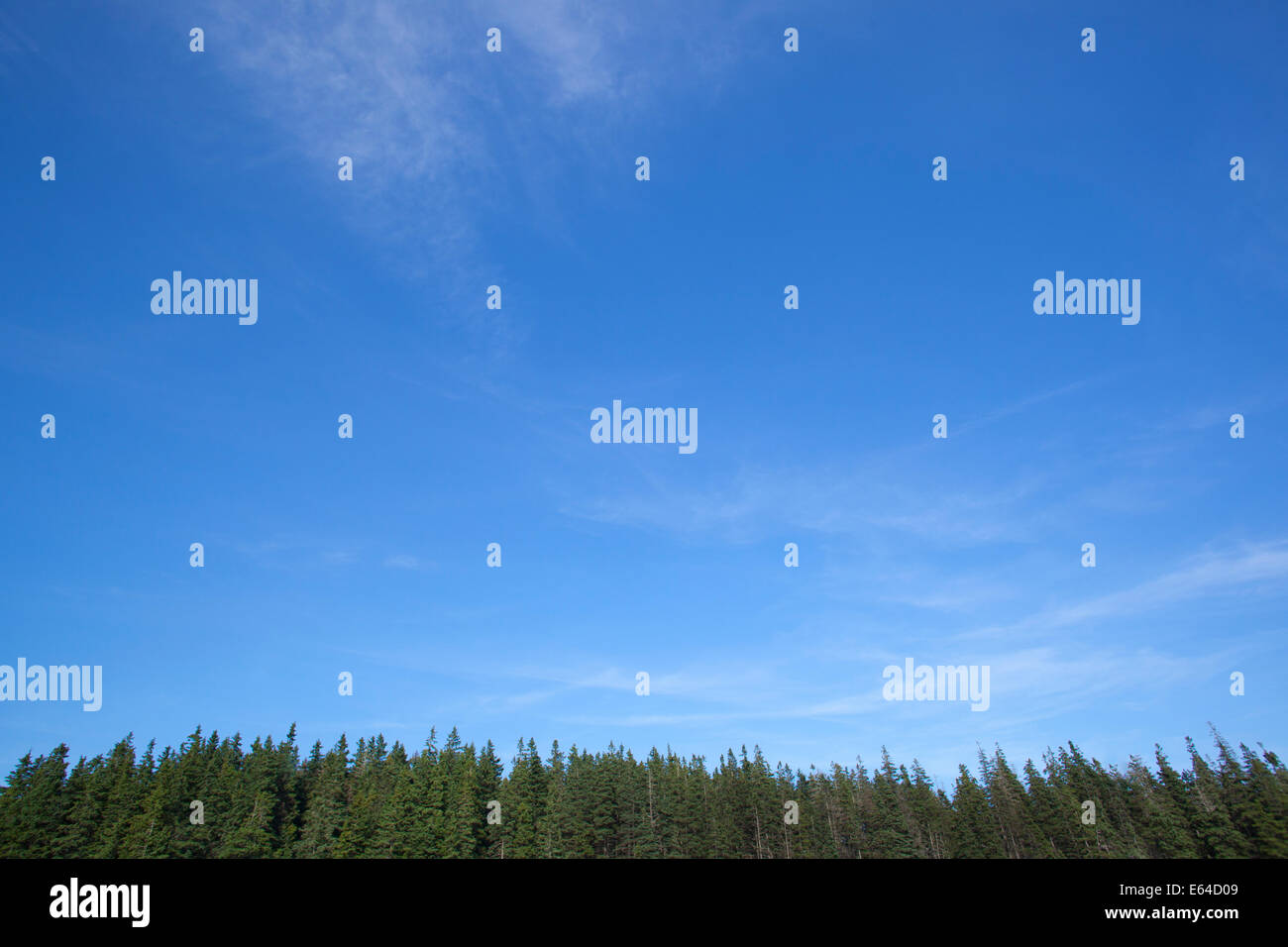 Stand of trees hi-res stock photography and images - Alamy