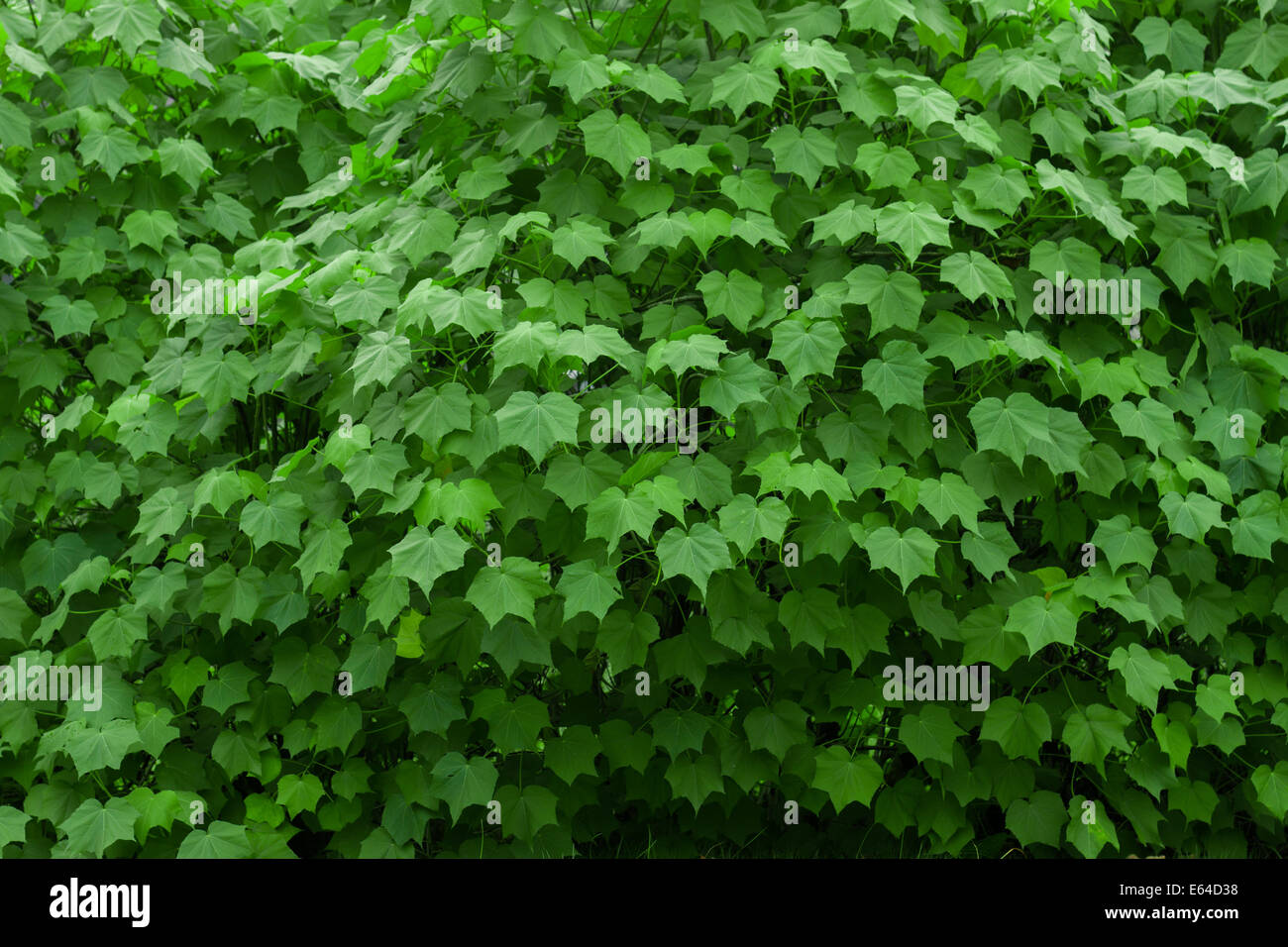 Green leaves top view nature background Stock Photo - Alamy
