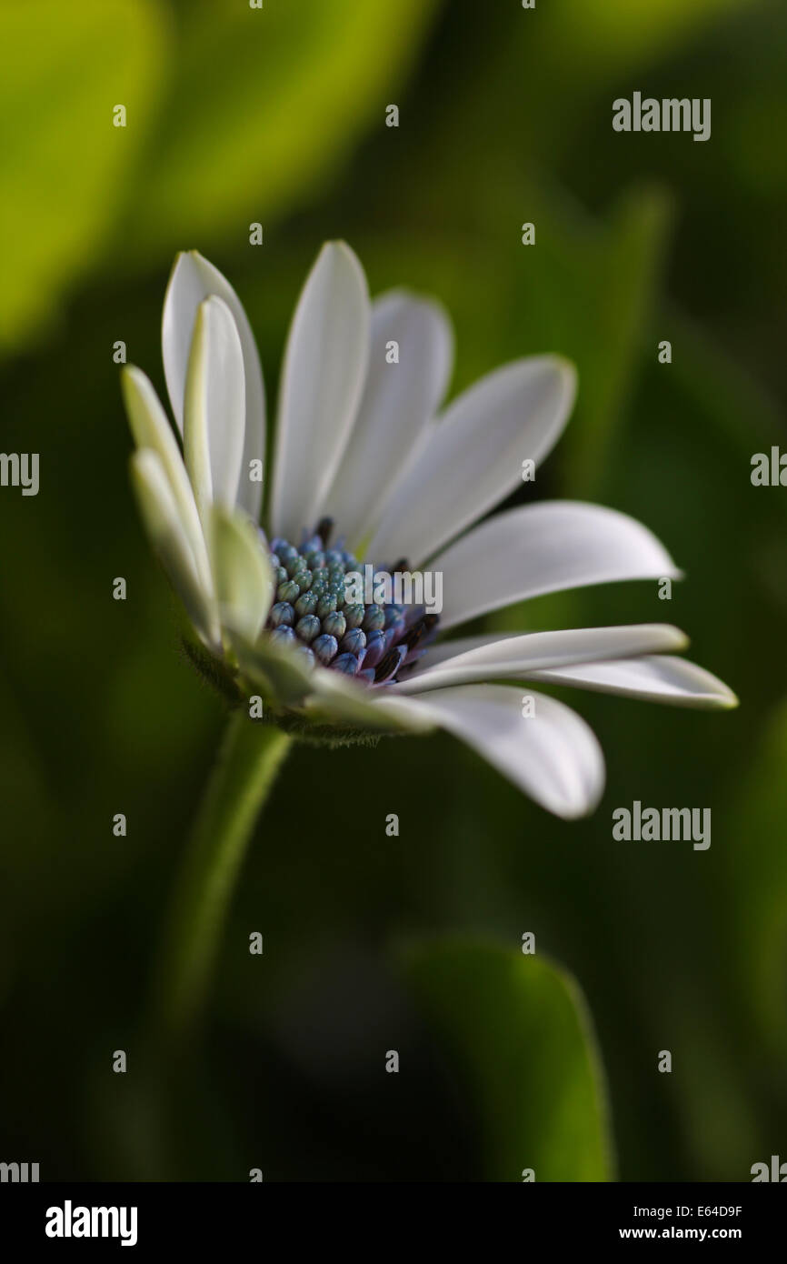 White african daisy known hi-res stock photography and images - Alamy