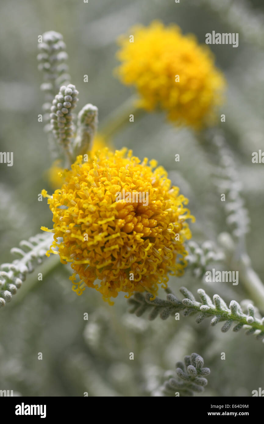 Santolina shrub hi-res stock photography and images - Alamy