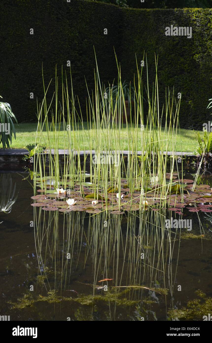 Reed and lilies hi-res stock photography and images - Alamy