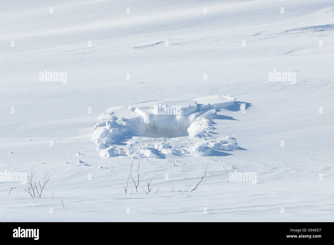 Polar bear (Ursus maritimus) den open for the first time, without a ...