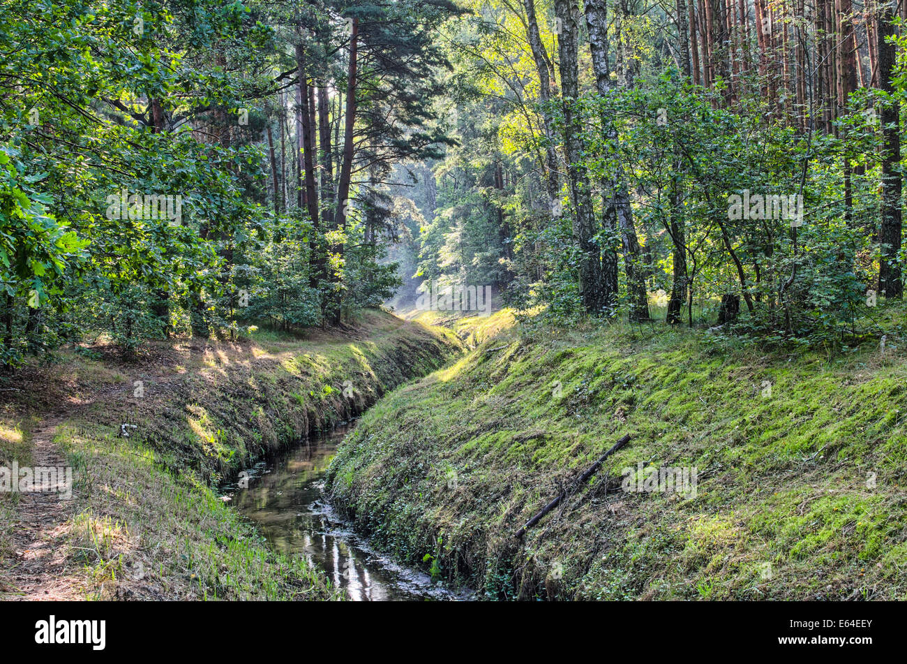 Summertime forest hi-res stock photography and images - Alamy