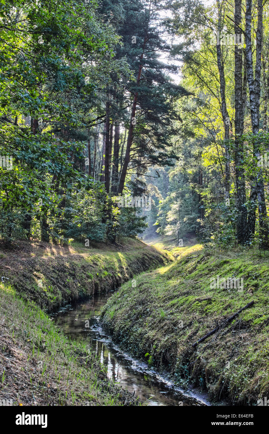 Summertime forest hi-res stock photography and images - Alamy