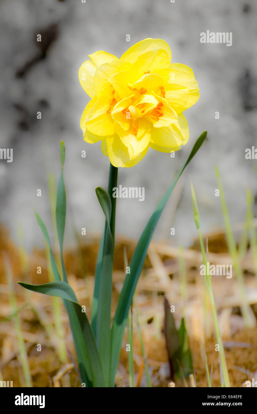 Blossom daffodil hi-res stock photography and images - Alamy