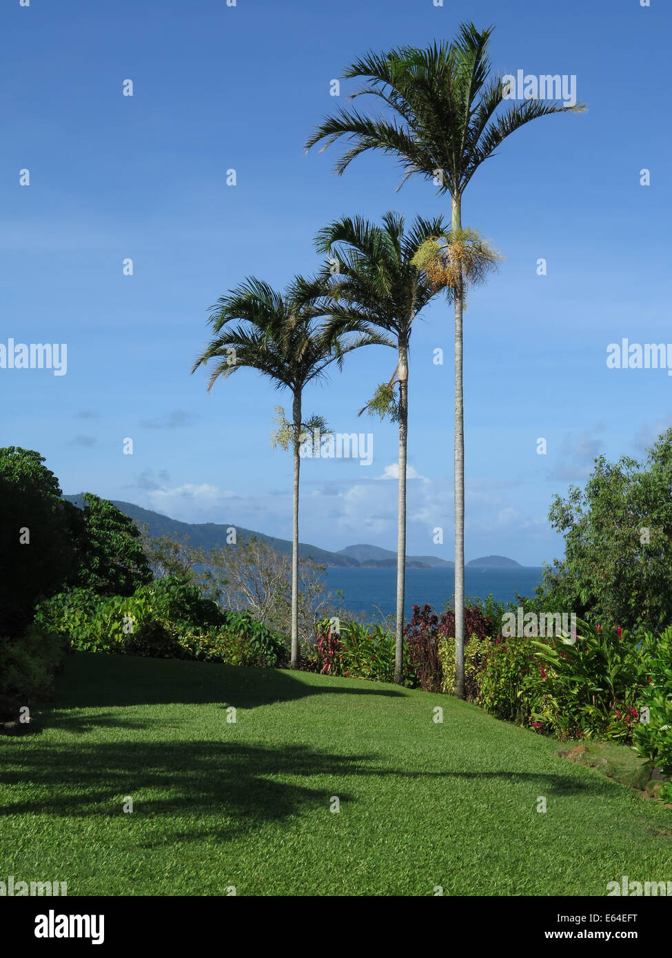Palm Trees on Hamilton Island, Great Barrier Reef. Australia Stock ...