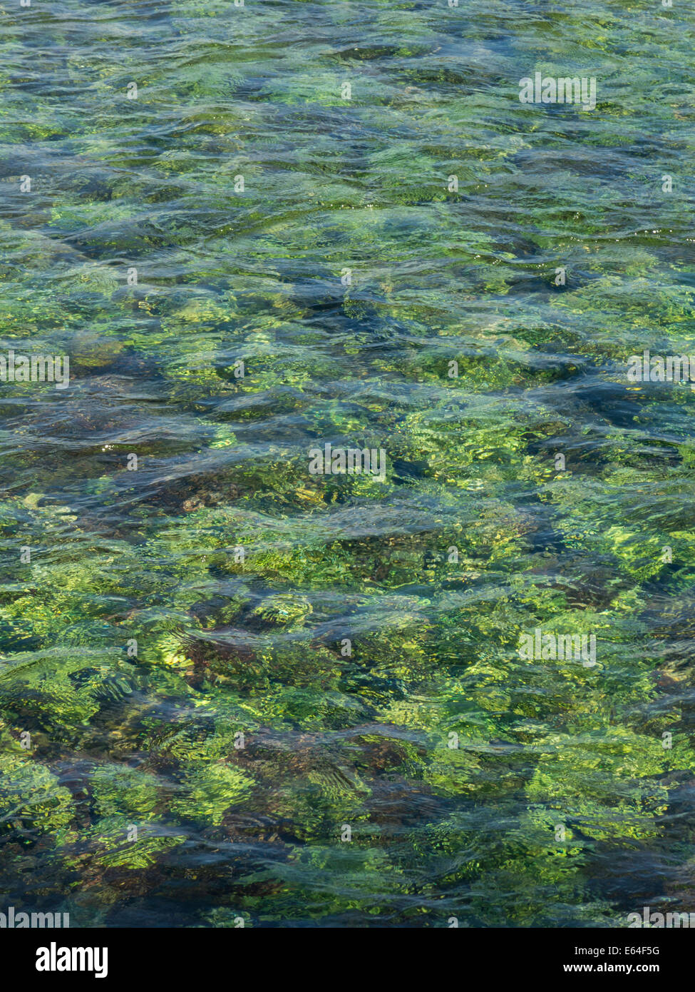 Giant Springs State Park, Great Falls, Montana, USA Stock Photo - Alamy