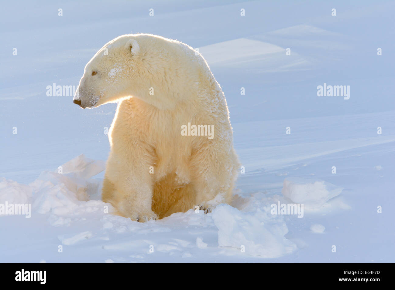Female polar bear den hi-res stock photography and images - Alamy