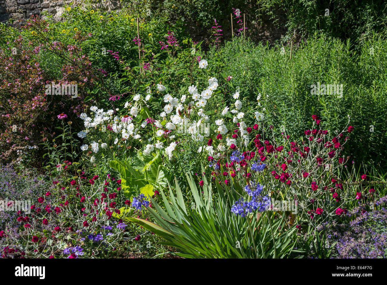 Summer herbaceous border with white Cosmos bipinnatus or Mexican aster ...
