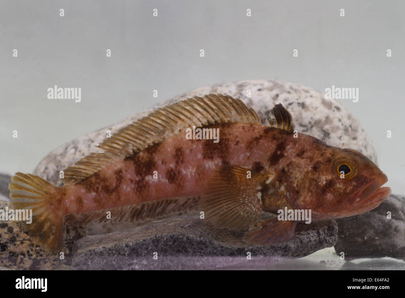 Antarctic rockcod or nototenia coriceps which lies on the rocks in the ...