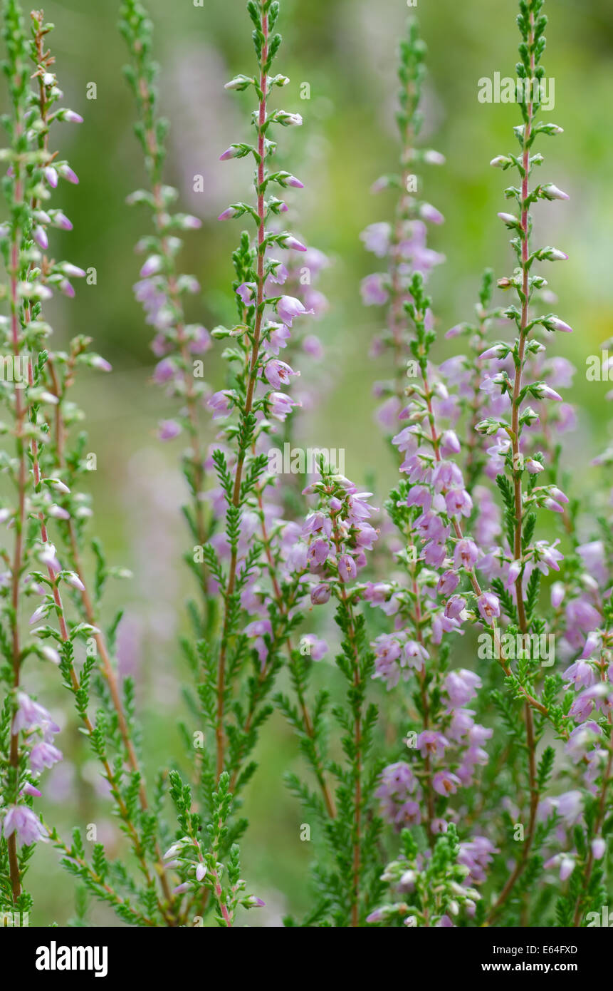 Heather color hi-res stock photography and images - Alamy
