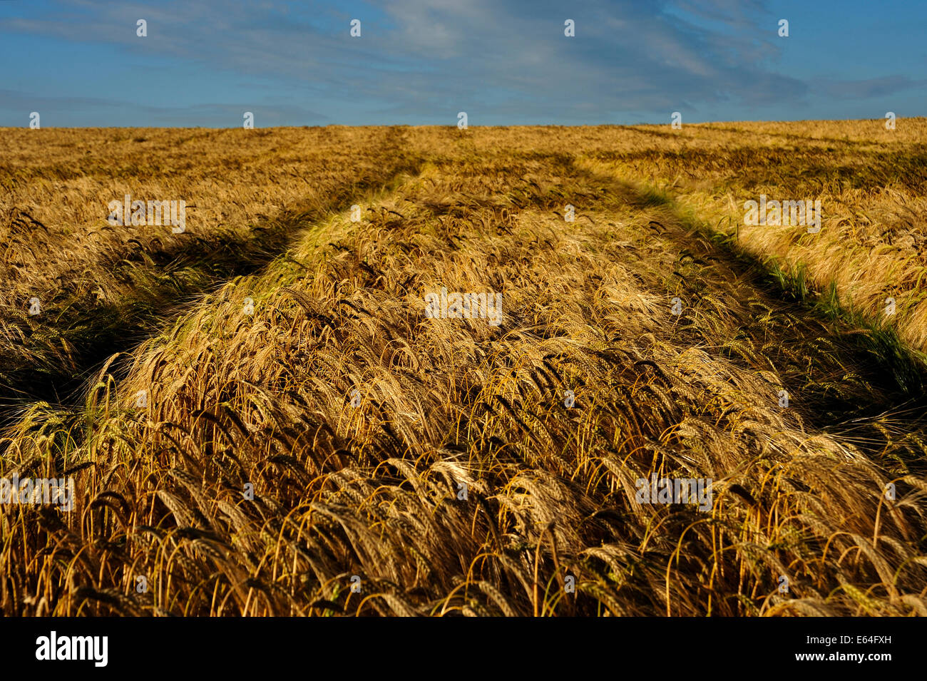 A FIELD OF GROWING BARLEY Stock Photo - Alamy