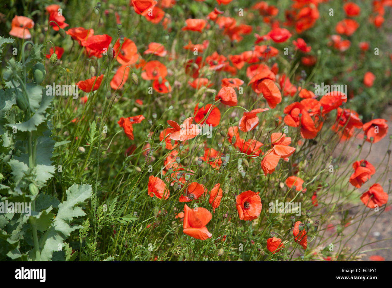 Field red poppies tall poppy hi-res stock photography and images - Alamy
