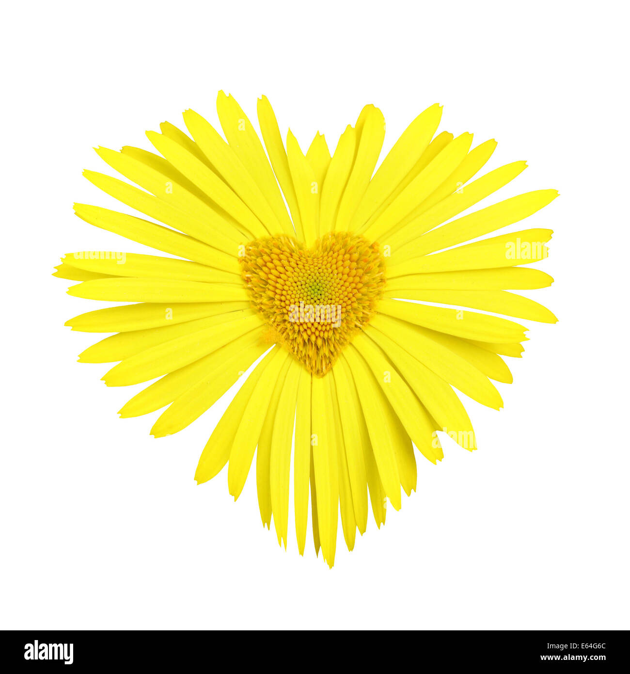 Yellow daisy with heart in center isolated over white background Stock ...