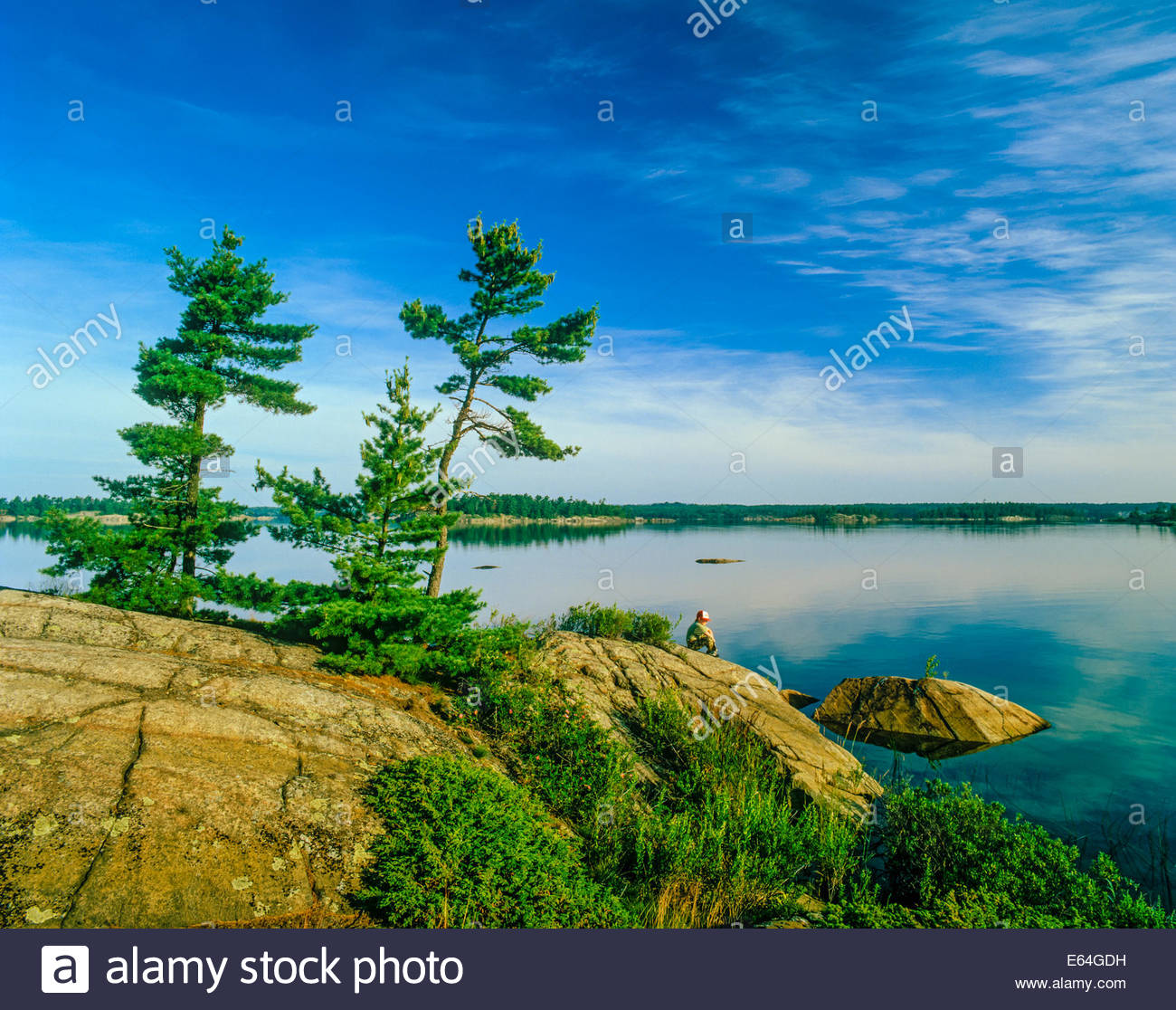 Eastern White Pine High Resolution Stock Photography and Images - Alamy